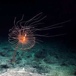 Documentary - Deep Rising